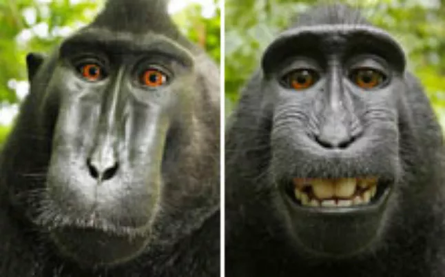 Litigio en torno a un "selfie" tomado por un mono