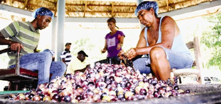 Cultivo de uvas, una tradición de cientos de productores en Neiba